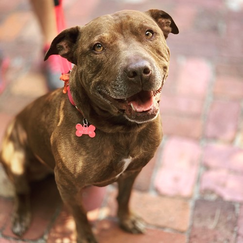 One-to-One Training | Dog Sense Training and Behaviour